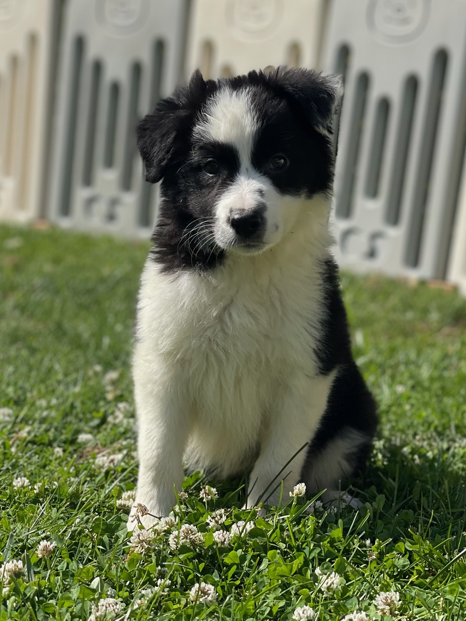 Élevage Border Collie | Chiot et chien à adopter | Refuge canin